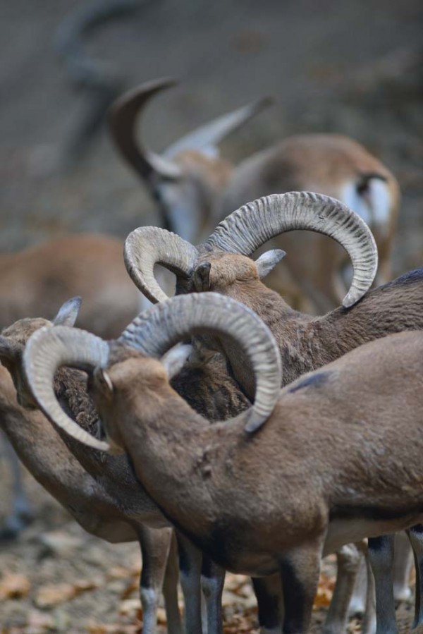 Cyprus Mouflon (Ovis gmelini ophion) – Ralfs' Wildlife and Wild Places