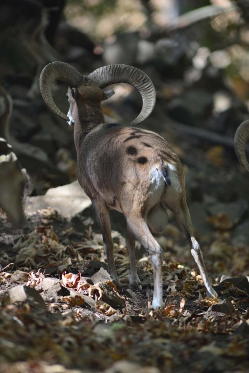 Cyprus Mouflon (Ovis gmelini ophion) – Ralfs' Wildlife and Wild Places
