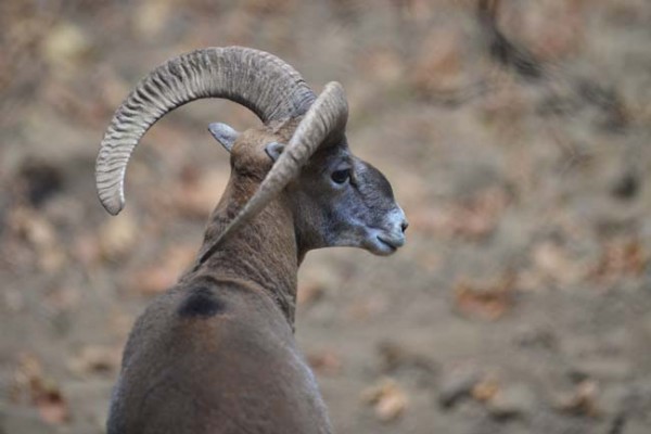 Cyprus Mouflon (Ovis gmelini ophion) – Ralfs' Wildlife and Wild Places