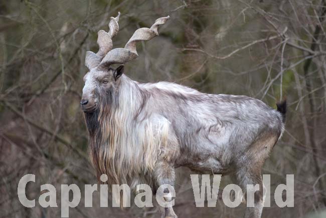 Markhor (Capra falconeri)