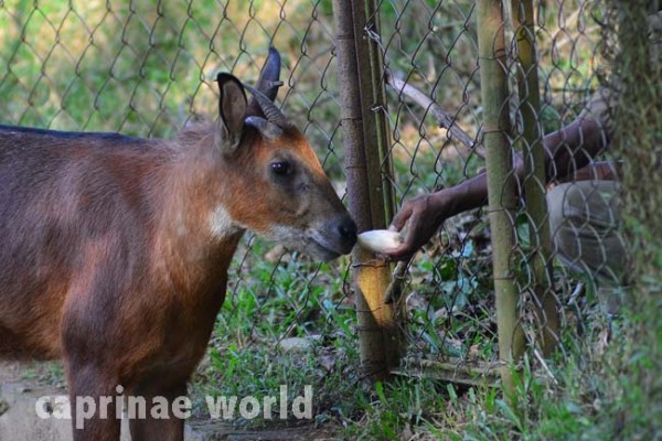 Serows (genus: Capricornis) – Ralfs' Wildlife and Wild Places