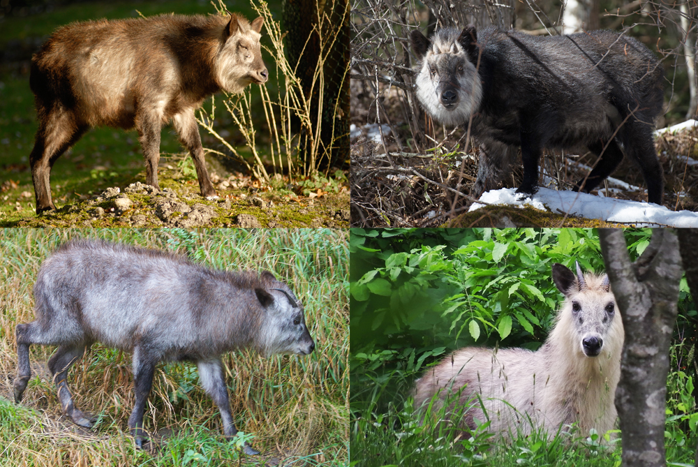 Japanese Serow – Ralfs' Wildlife and Wild Places