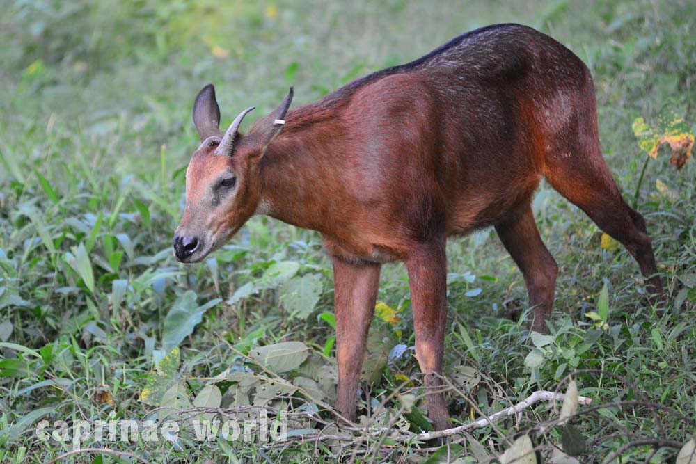Burmese Red Serow (Capricornis rubidus) – Ralfs' Wildlife and Wild Places