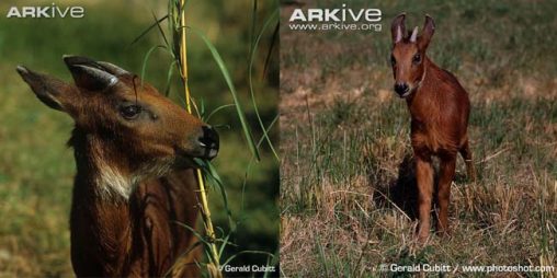 Burmese Red Serow (Capricornis rubidus) – Ralfs' Wildlife and Wild Places