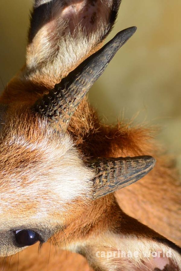 Burmese Red Serow (Capricornis rubidus) – Ralfs' Wildlife and Wild Places