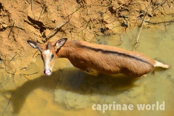 Burmese Red Serow (Capricornis rubidus) – Ralfs' Wildlife and Wild Places