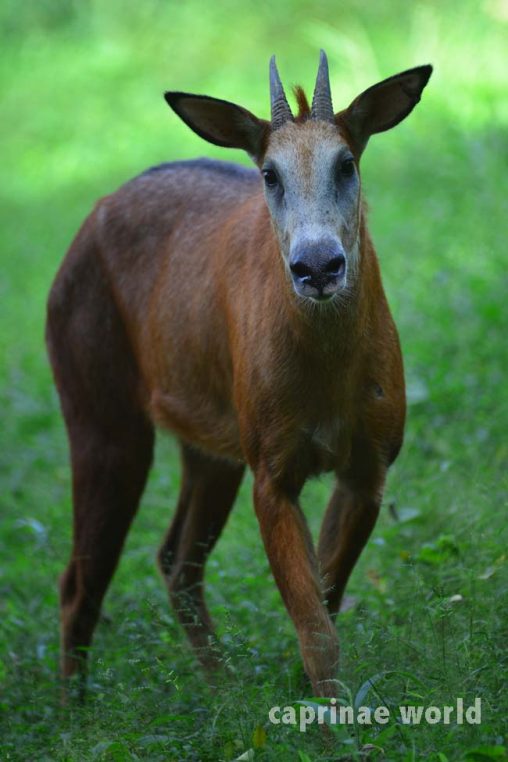 Burmese Red Serow (Capricornis rubidus) – Ralfs' Wildlife and Wild Places