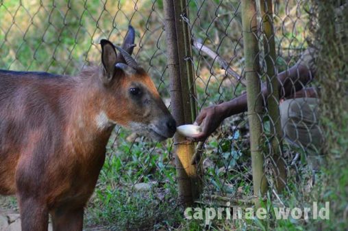 Burmese Red Serow (Capricornis rubidus) – Ralfs' Wildlife and Wild Places