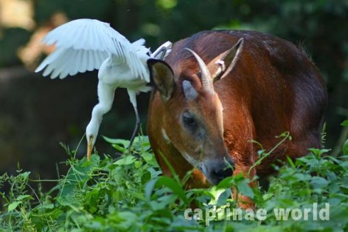 Burmese Red Serow (Capricornis rubidus) – Ralfs' Wildlife and Wild Places