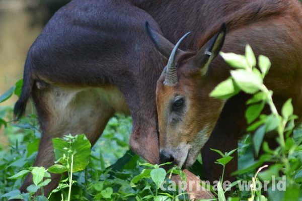 Burmese Red Serow (Capricornis rubidus) – Ralfs' Wildlife and Wild Places