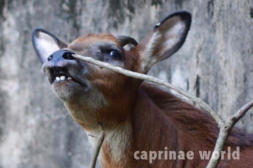 Burmese Red Serow (Capricornis rubidus) – Ralfs' Wildlife and Wild Places