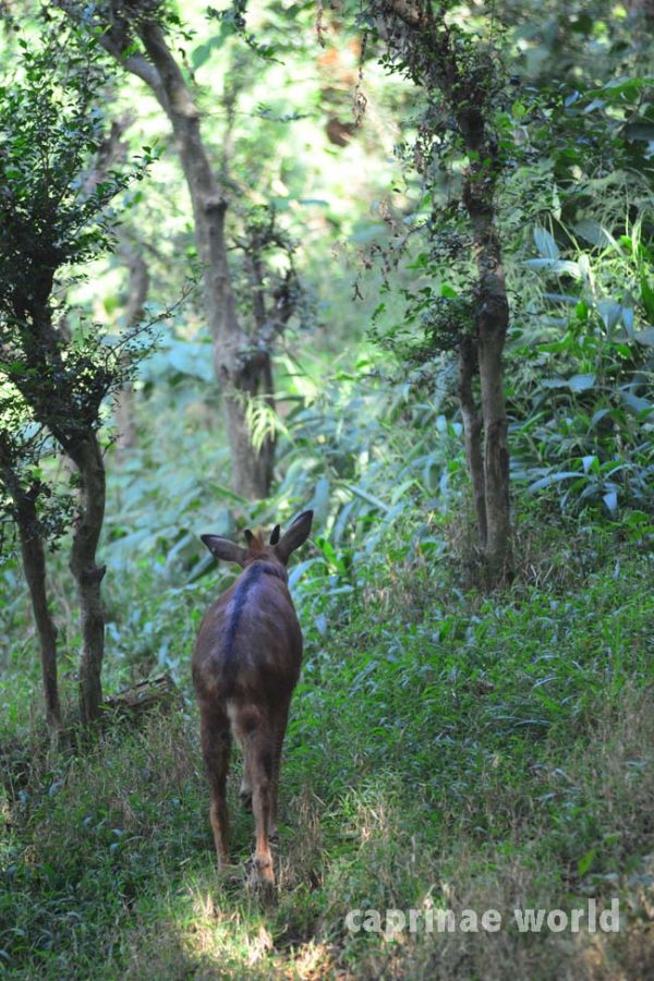 Burmese Red Serow (Capricornis rubidus) – Ralfs' Wildlife and Wild Places