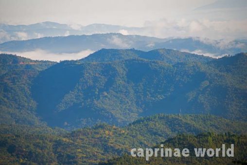 Burmese Red Serow (Capricornis rubidus) – Ralfs' Wildlife and Wild Places