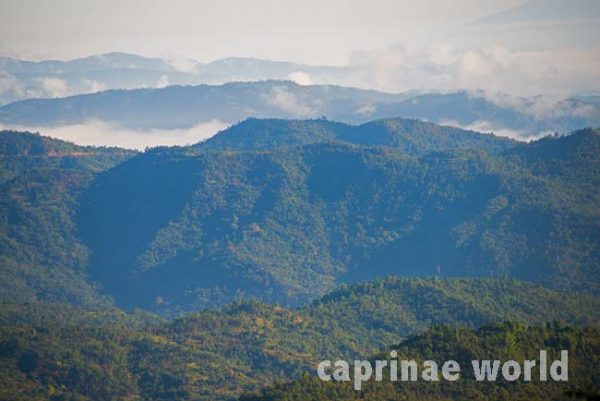 Burmese Red Serow (Capricornis rubidus) – Ralfs' Wildlife and Wild Places