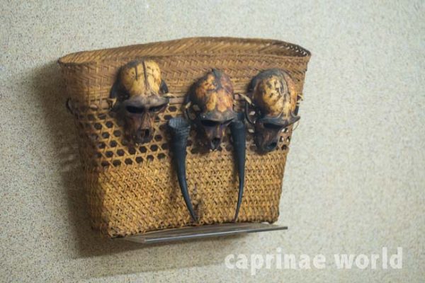 Burmese Red Serow (Capricornis rubidus) – Ralfs' Wildlife and Wild Places