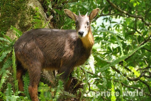 Serows (Capricornis sp.)