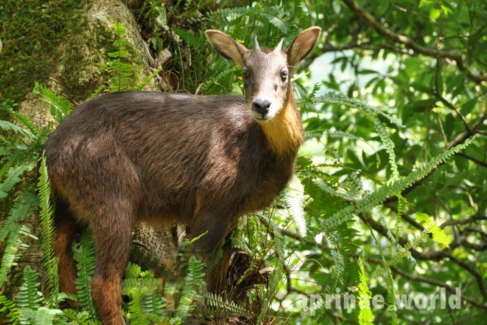 Taiwan Serow (Capricornis swinhoei)