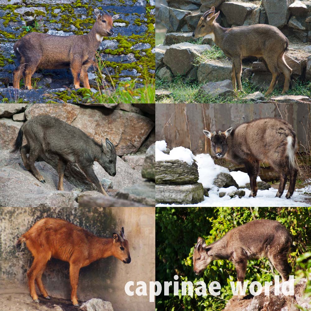 goral species – Ralfs' Wildlife and Wild Places