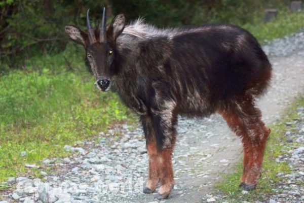 Chinese Serow (Capricornis milneedwardsi milneedwardsii) – Ralfs ...
