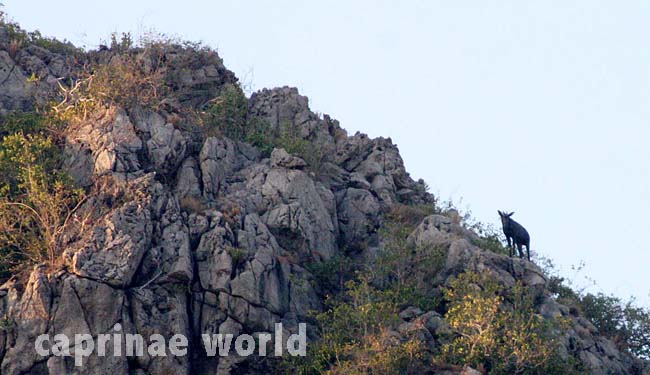Sumatran Serow (Capricornis sumatraensis)