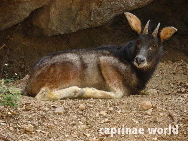 Himalayan Serow (Capricornis thar) – Ralfs' Wildlife and Wild Places