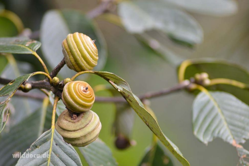 Magic Mishmis – A wildlife watching trip to India’s furthest ...