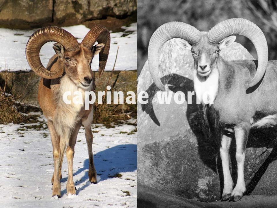 Urials (Ovis vignei) – Ralfs' Wildlife and Wild Places