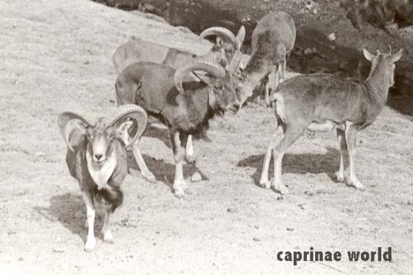 Afghan Urial (Ovis vignei cycloceros) – Ralfs' Wildlife and Wild Places