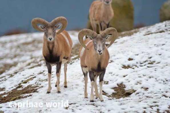 Anatolian Sheep (Ovis gmelini gmelinii) – Ralfs' Wildlife and Wild Places