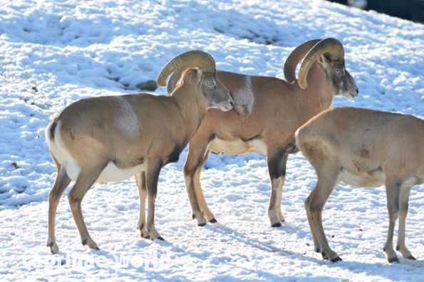 Anatolian Sheep (Ovis gmelini gmelinii) – Ralfs' Wildlife and Wild Places