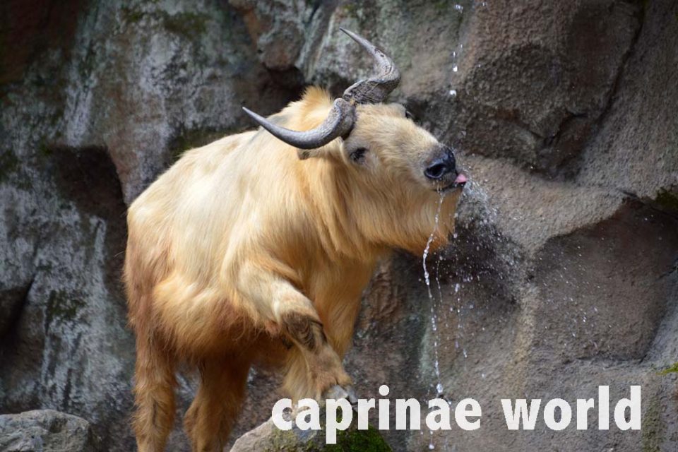 Takins (Budorcas sp.) – Ralfs' Wildlife and Wild Places