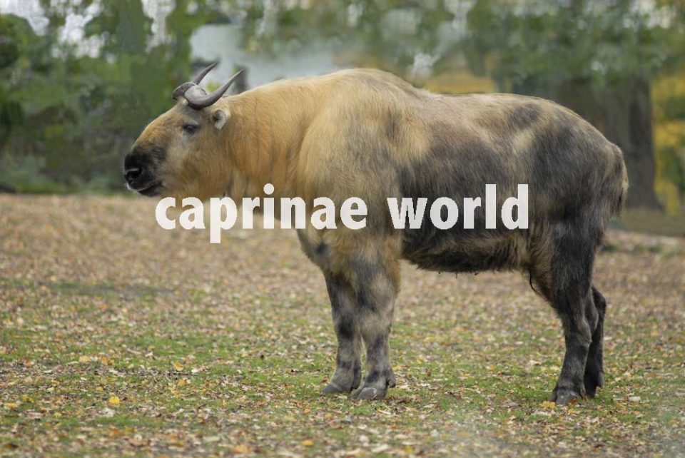 Takins (Budorcas sp.) – Ralfs' Wildlife and Wild Places