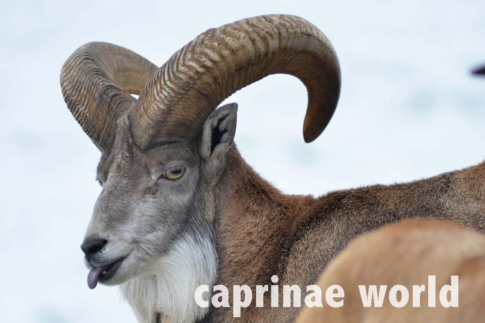 Urials (Ovis vignei) – Ralfs' Wildlife and Wild Places