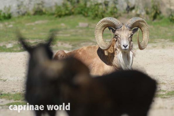 Transcaspian Urial (Ovis vignei arkal) – Ralfs' Wildlife and Wild Places