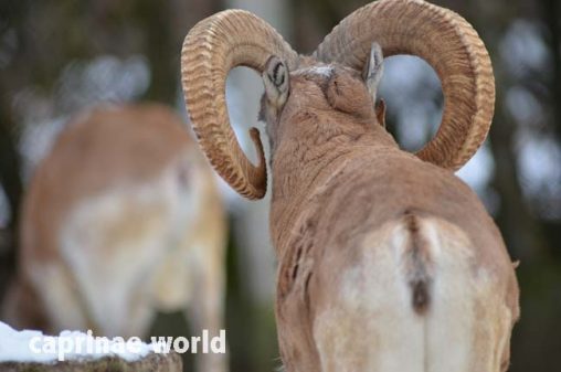 Transcaspian Urial (Ovis vignei arkal) – Ralfs' Wildlife and Wild Places