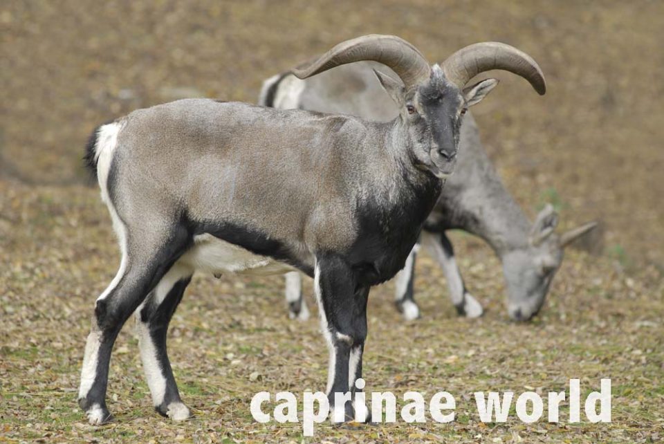 Caprinae World – Ralfs' Wildlife and Wild Places