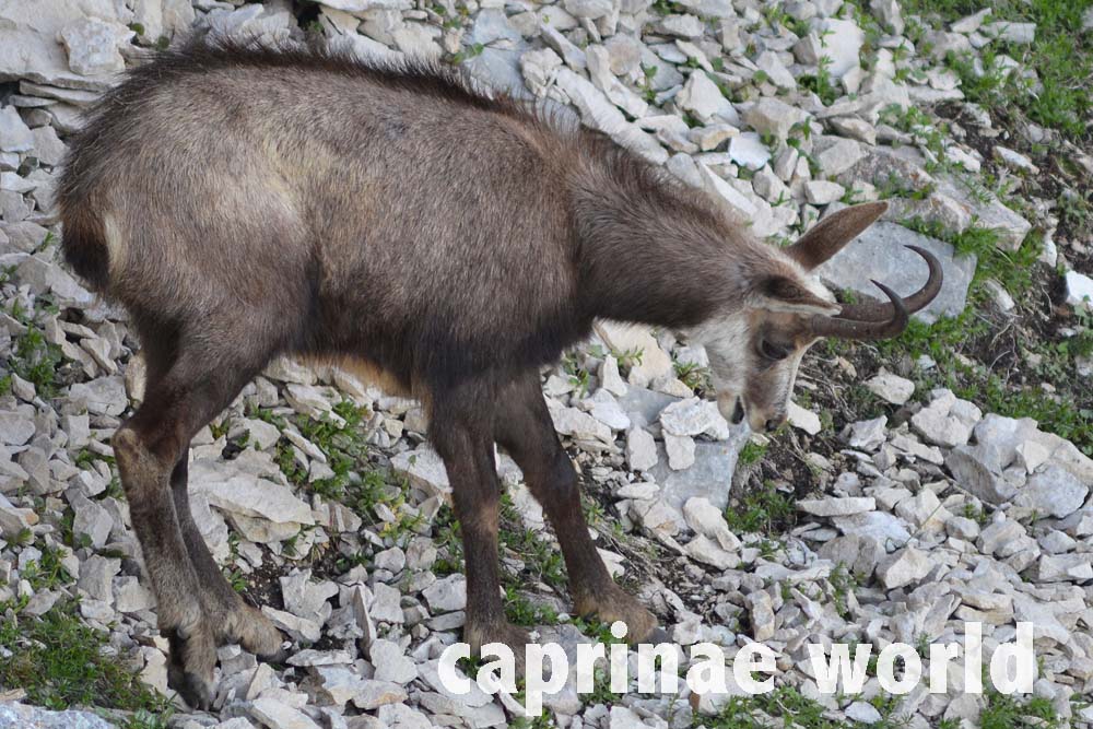 Caprinae World – Ralfs' Wildlife and Wild Places
