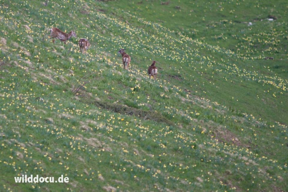 15 hours in the Chartreuse Mountains, France – Ralfs' Wildlife and Wild ...