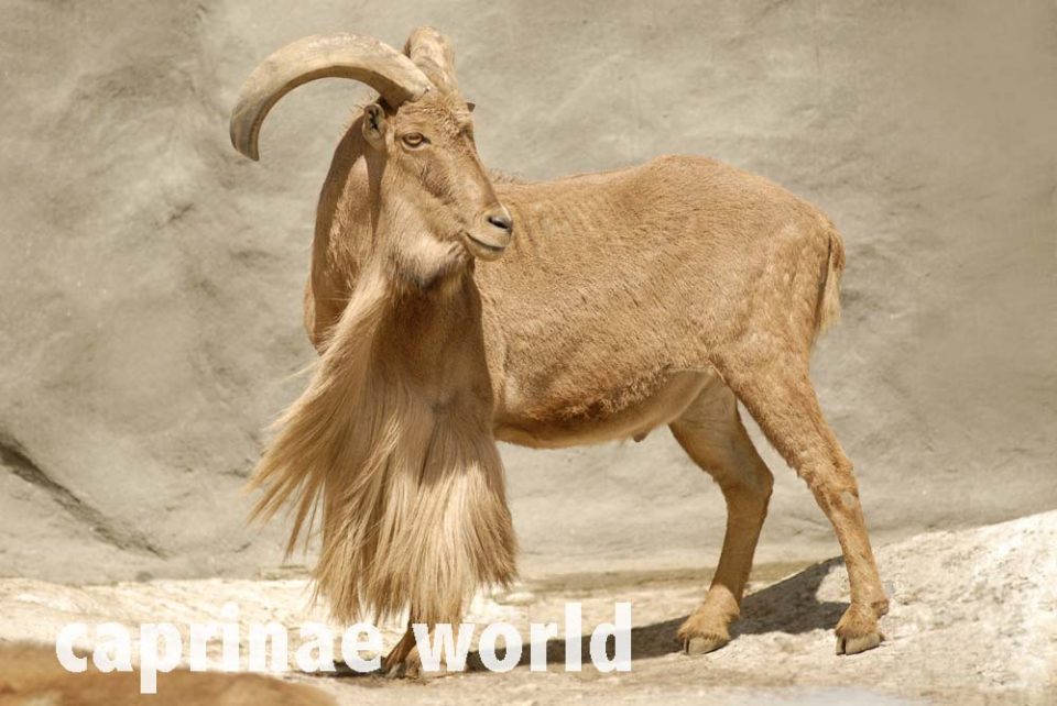 Aoudad (Ammotragus lervia) – Ralfs' Wildlife and Wild Places