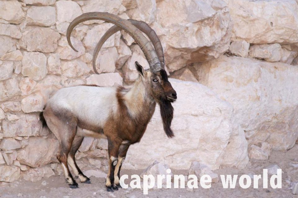 Bezoar Wild Goat (Capra aegagrus aegagrus) – Ralfs' Wildlife and Wild ...