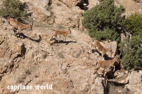 Bezoar Wild Goat (Capra aegagrus aegagrus) – Ralfs' Wildlife and Wild ...