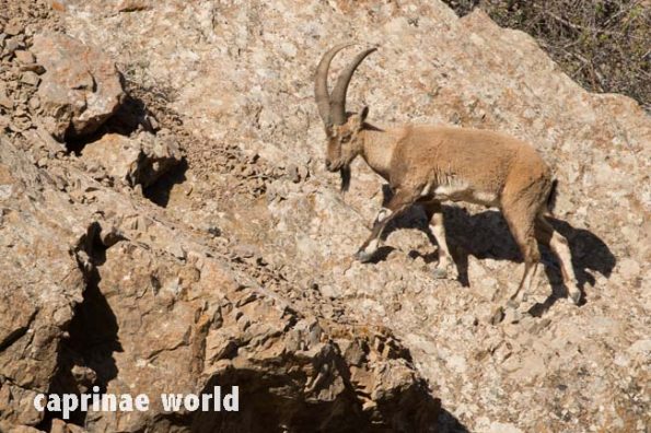 Bezoar Wild Goat (Capra aegagrus aegagrus) – Ralfs' Wildlife and Wild ...