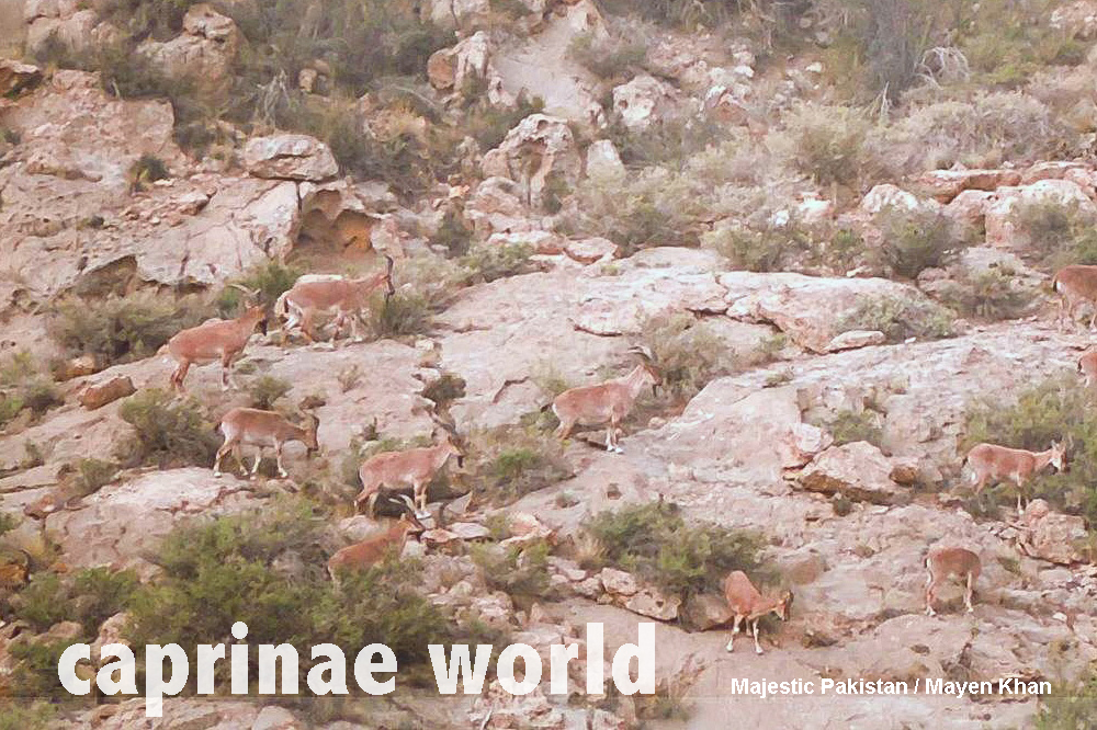 Chiltan Wild Goat (Capra aegagrus chialtanensis) – Ralfs' Wildlife and ...