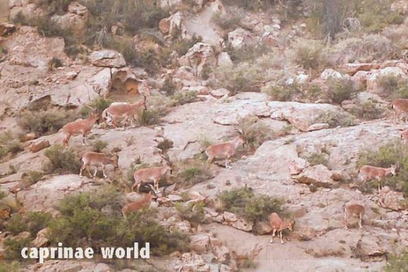 Chiltan Wild Goat (Capra aegagrus chialtanensis) – Ralfs' Wildlife and ...