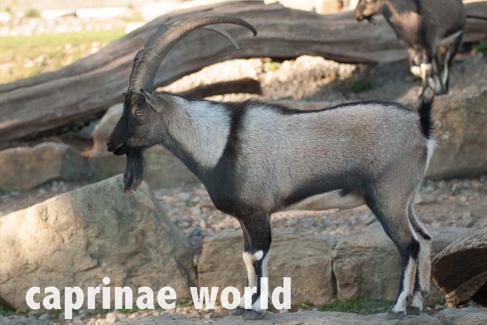 Cretan Wild Goat (Capra hircus cretica) – Ralfs' Wildlife and Wild Places
