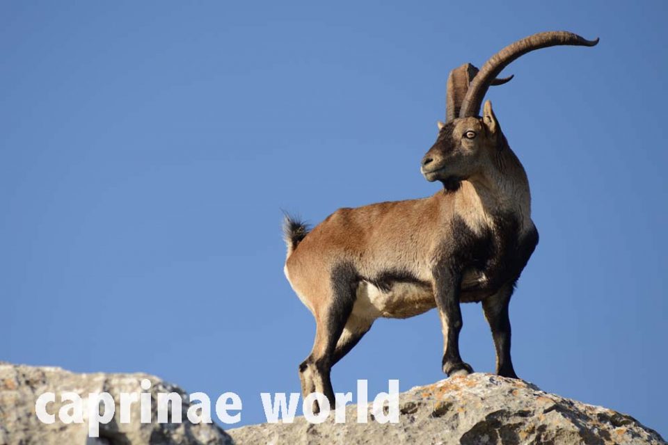 Iberian ibex (Capra pyrenaica) – Ralfs' Wildlife and Wild Places