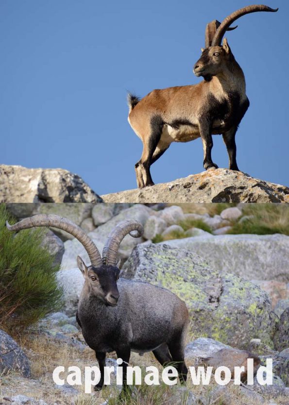 Iberian ibex (Capra pyrenaica) – Ralfs' Wildlife and Wild Places