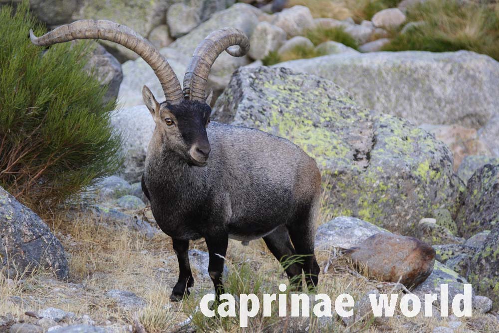 Iberian ibex (Capra pyrenaica) – Ralfs' Wildlife and Wild Places