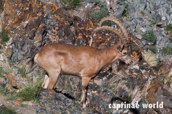 Altai Ibex (Capra sibirica sibirica) – Ralfs' Wildlife and Wild Places
