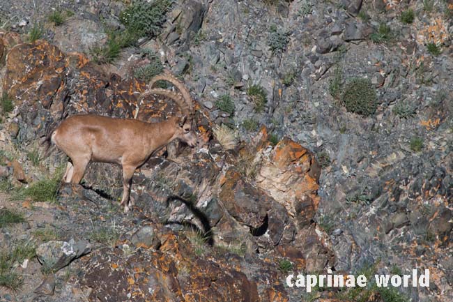 Altai Ibex (Capra sibirica sibirica) – Ralfs' Wildlife and Wild Places
